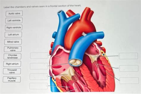 Solved Label The Chambers And Valves Seen In A Frontal