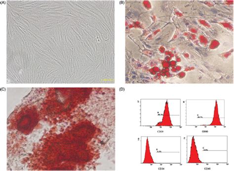 A The Third Generation Of Bmscs B Adipogenic Differentiation Of