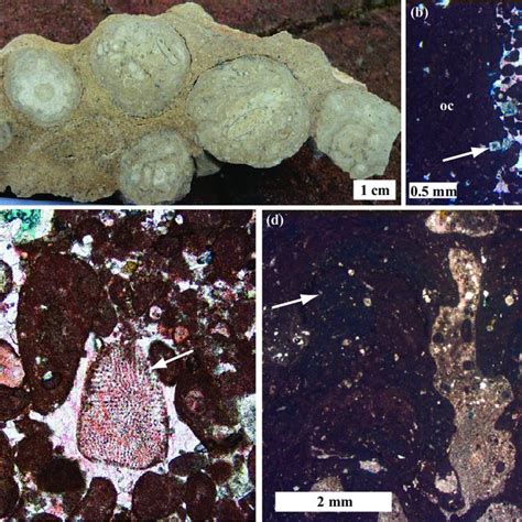 Oncoid Rudstone A Hand Sample With Centimetric Oncoids In A Granular