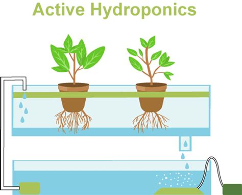 Hydroponics Basics