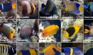 Snappers Identification Guide Snorkeling Report