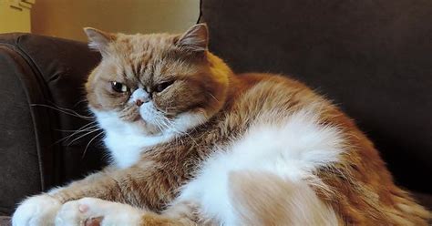 Squishy Cookie Relaxing And Looking Grumpy Imgur