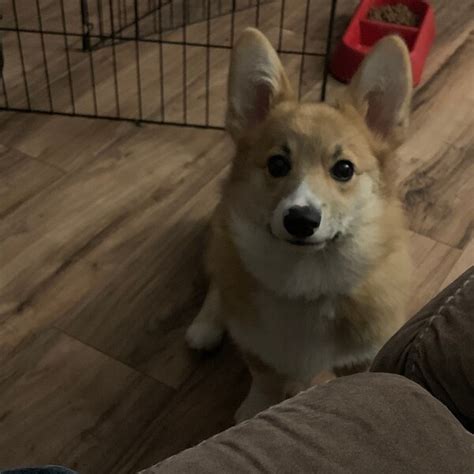 Monster Hunter Mizutsune Figure Pedestal Statue Action Anime Model Toy