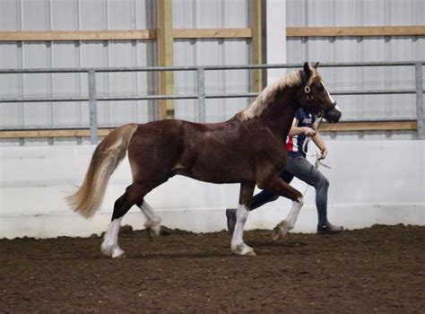 Castleberry Welsh Castleberry Welsh Cobs And Sport Horses