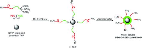 Scheme 2 Schematic Illustration Of The Preparation Of Water Soluble