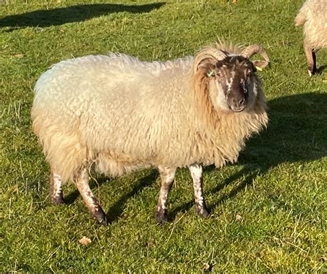 Gallery The Soay And Boreray Sheep Society