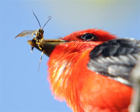 Bird Eating Insect