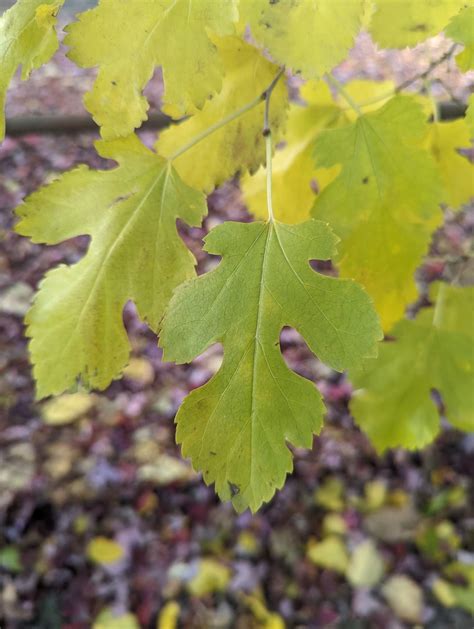 Tree Id Remembered It Having Fruit In The Spring Rtreeidentification