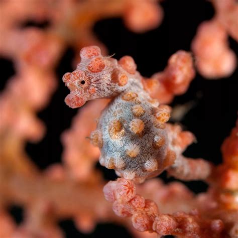 Pygmy Seahorse Camouflage
