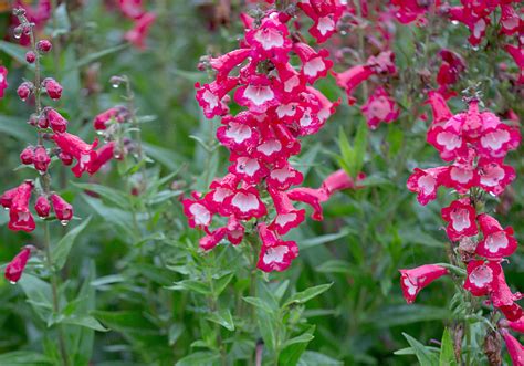 Pollinator Plants 8 Diybunker