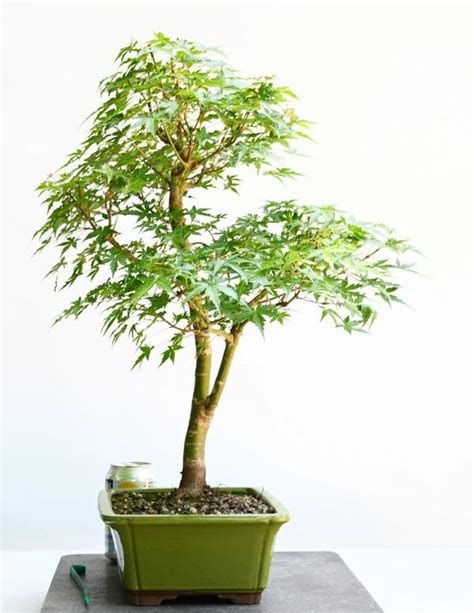 Japanese Maple Dwarf Select Bonsai 7094 Bonsai Learning Center
