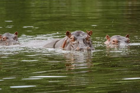 Colombian Officials Plan To Cull 80 Hippos Linked To Pablo Escobar