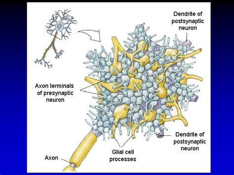 What Happens When Action Potential Reaches Axon Terminal