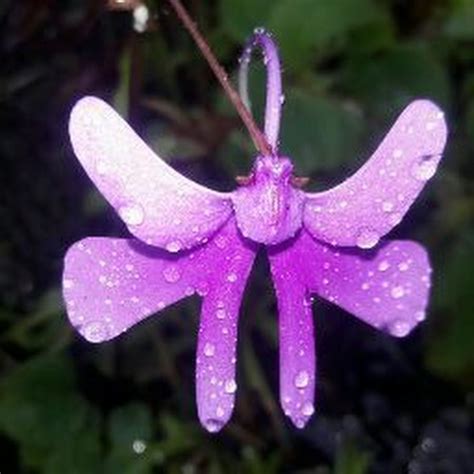 Sajitha Siril Youtube