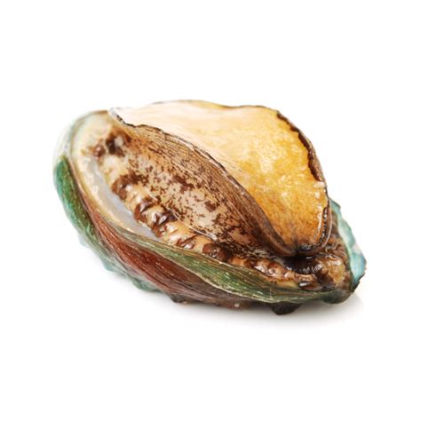 Abalone Фонопедия