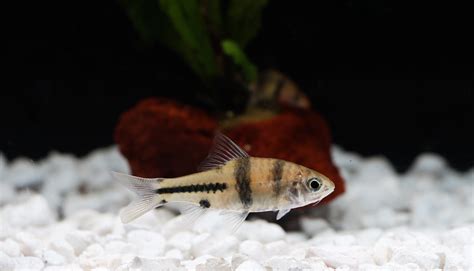 Spannert Barb Natural Environment Aquatix