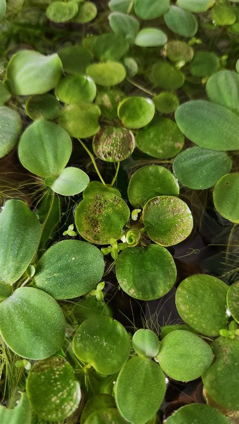 Anyone Know What Is Going On With My Frogbit Scrolller