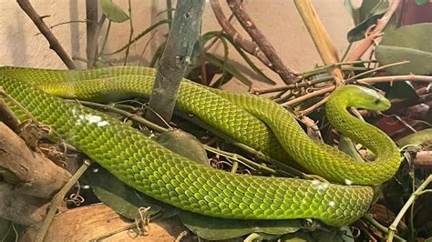 Wiki Ya Nyoka Duniani Wajue Aina Zao Wenye Sumu Kali Wanaotisha