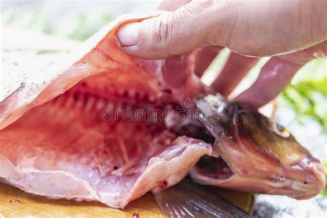 Big Fresh Bream Freshly Caught River Fish A Man Cleans The Fish From