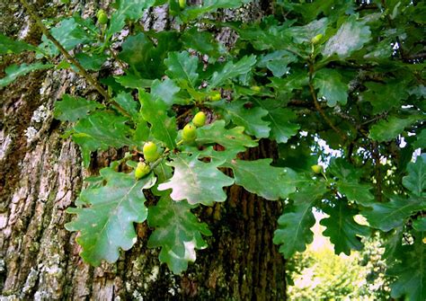 Árboles Con Alma Roble Carvallo Roure Pènol Quercus Robur Subsp