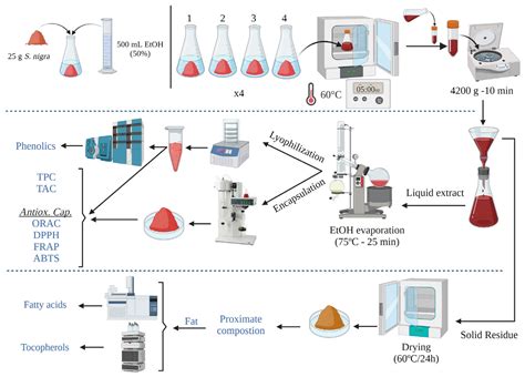 Lipophilic Foods At Lynn Potter Blog