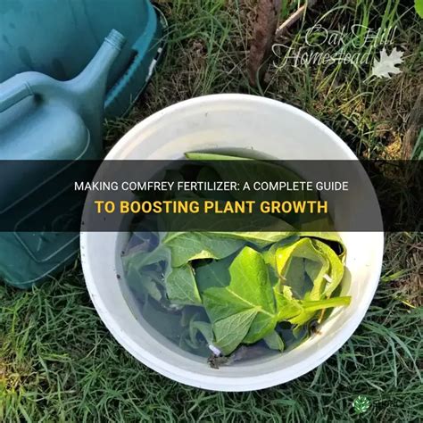 Making Comfrey Fertilizer A Complete Guide To Boosting Plant Growth