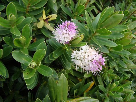 Hebe Oratia Beauty Nz