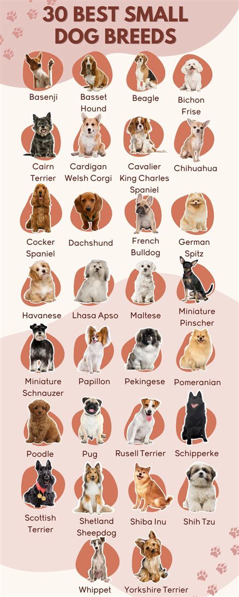 All Small Dog Breeds 😍top 10 Small Dog Breeds For First Time