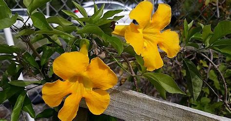 Crossvine Album On Imgur