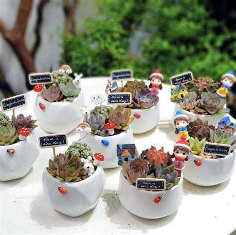 Các “bé” Sen Mini Làm Quà Tặng Siêu Xinh Là Cây Concept