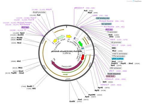 Addgene Pevolvr Ncas9 D10a Poli5mΔ