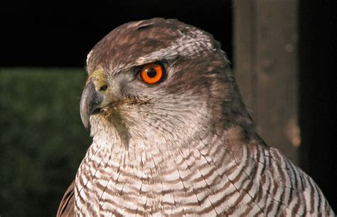 Squirrel Predators Wildlife Online