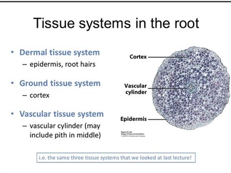 Stem And Root Primary Growth Flashcards Quizlet