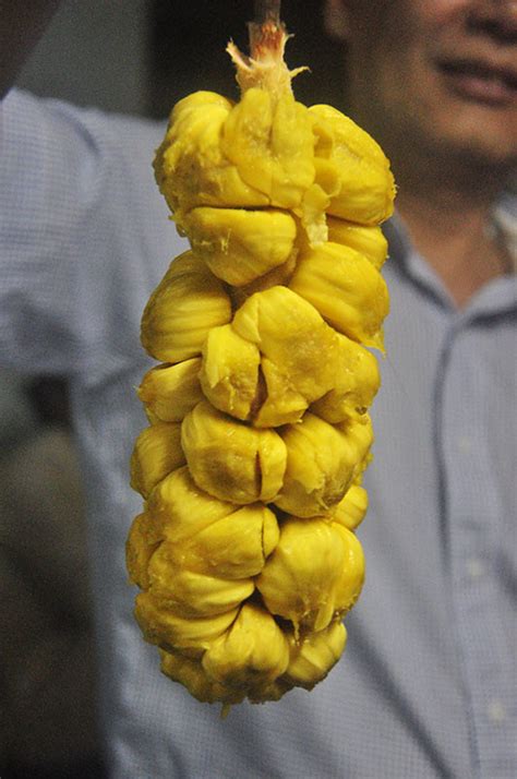 Mit To Nu To Nu Jack Fruit A Special Kind Of Jack Fruit Flickr