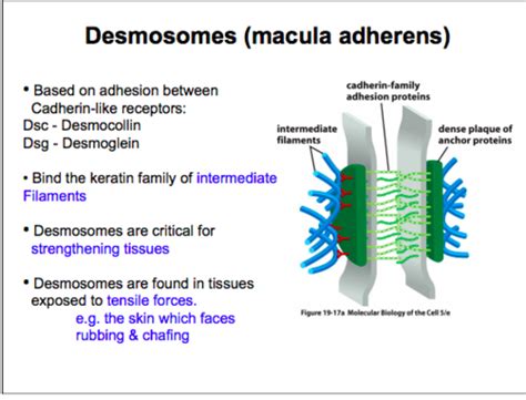 Cell Adhesion And Junction Complexes Flashcards Quizlet