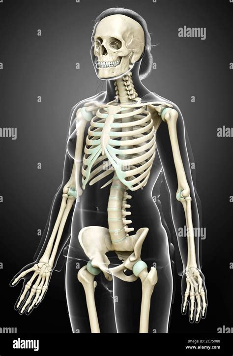3d Rendered Medically Accurate Illustration Of A Female Skeleton