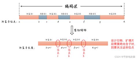 R 批量计算基因的内含子位点 外显子长度加内含子长度 Csdn博客