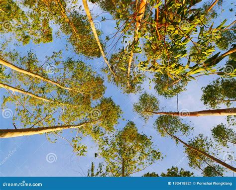 Eucalyptus Trees On Lower View Stock Image 193418821