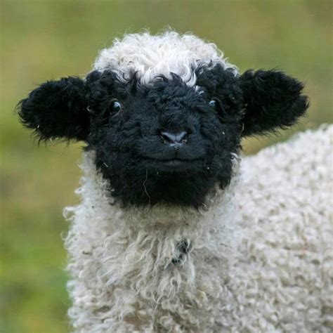 Meet The Adorable Valais Blacknose Sheep From Switzerland