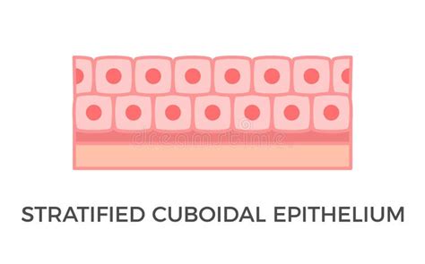 Stratified Cuboidal Epithelium Stock Illustrations 41 Stratified Cuboidal Epithelium Stock