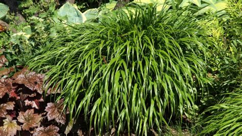 9 Best Varieties Of Japanese Forest Grass