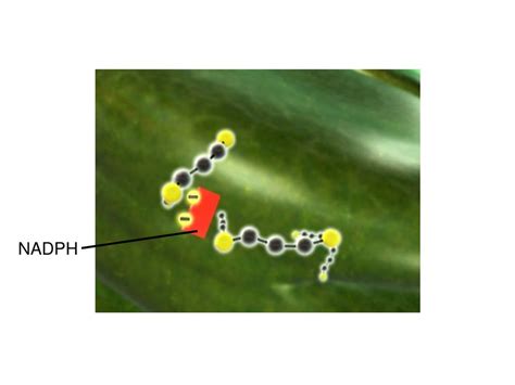 Nadph The Unsung Hero Of Your Cells