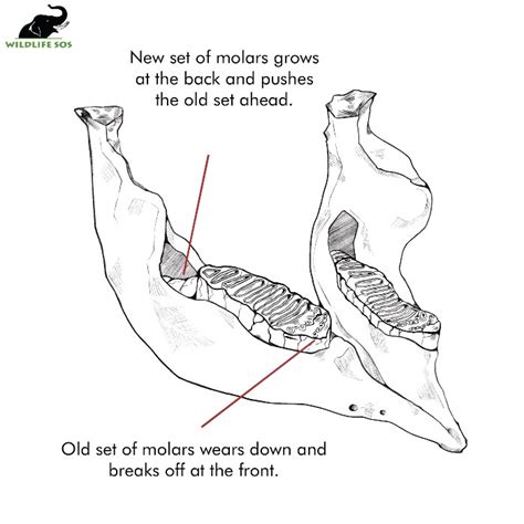 The Role Of Molar Teeth In Age Determination Of Elephants Wildlife Sos