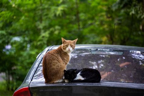 What To Do If Your Cat Gets Hit By A Car A Quick Guide To Getting Hel