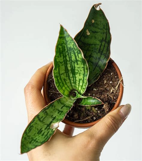 Sansevieria Cleopatra Kirkii Silver Blue Dragon Wing