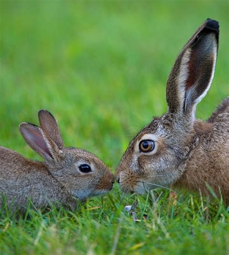 Divlji Zec Razlike Kunića I Zeca