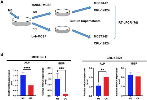 Osteogenic Function Of Macrophages And Osteoclasts A Scheme Of The