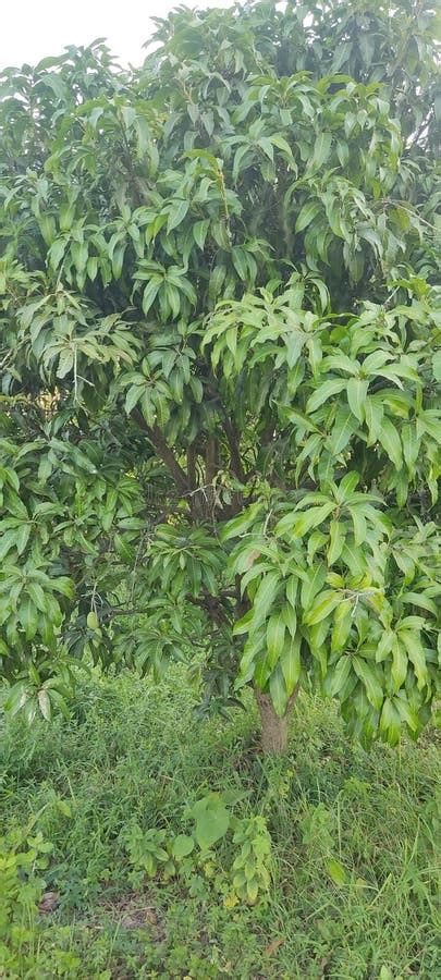 Mango Trees Mango Leaves Mango Tree Trunks That Bear Fruit Waiting To