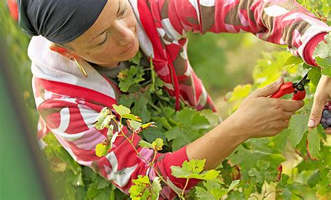 Le Domaine Domaine De La Ganse Vacqueyras