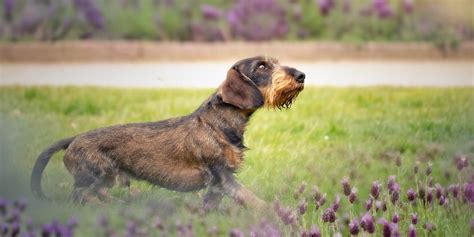 Wire Haired Dachshund Puppies For Sale Uptown Puppies